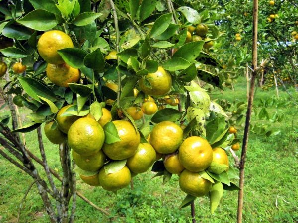 Limau Madu (Citrus Sinensis) Dan 10 Khasiat Selain Manisnya | NEUROVERSITI