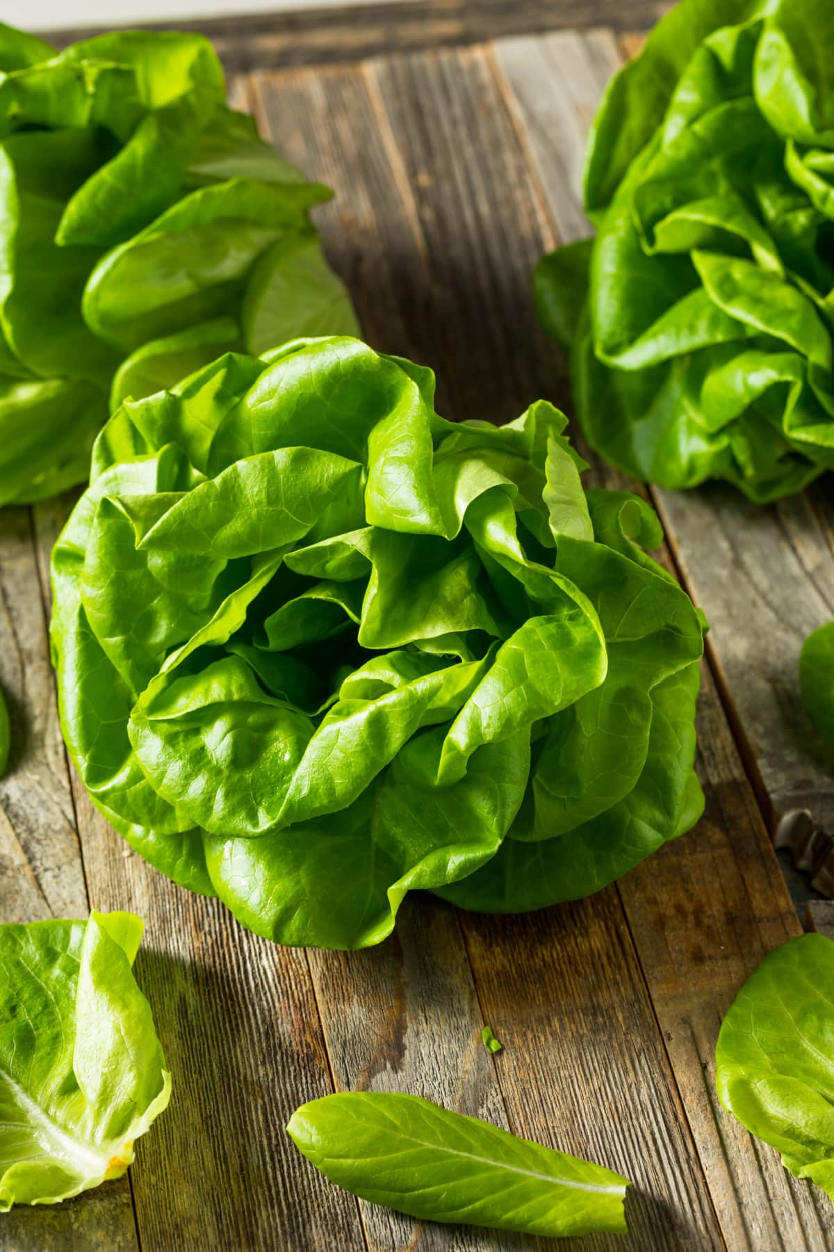8 Khasiat Butterhead Lettuce Ramai Tak Tahu | NEUROVERSITI